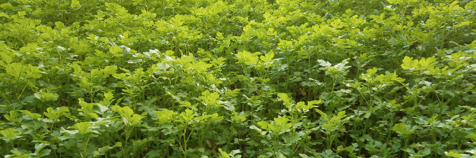 Zin-ergie | Linda Bego praktijk voor beweging en therapie